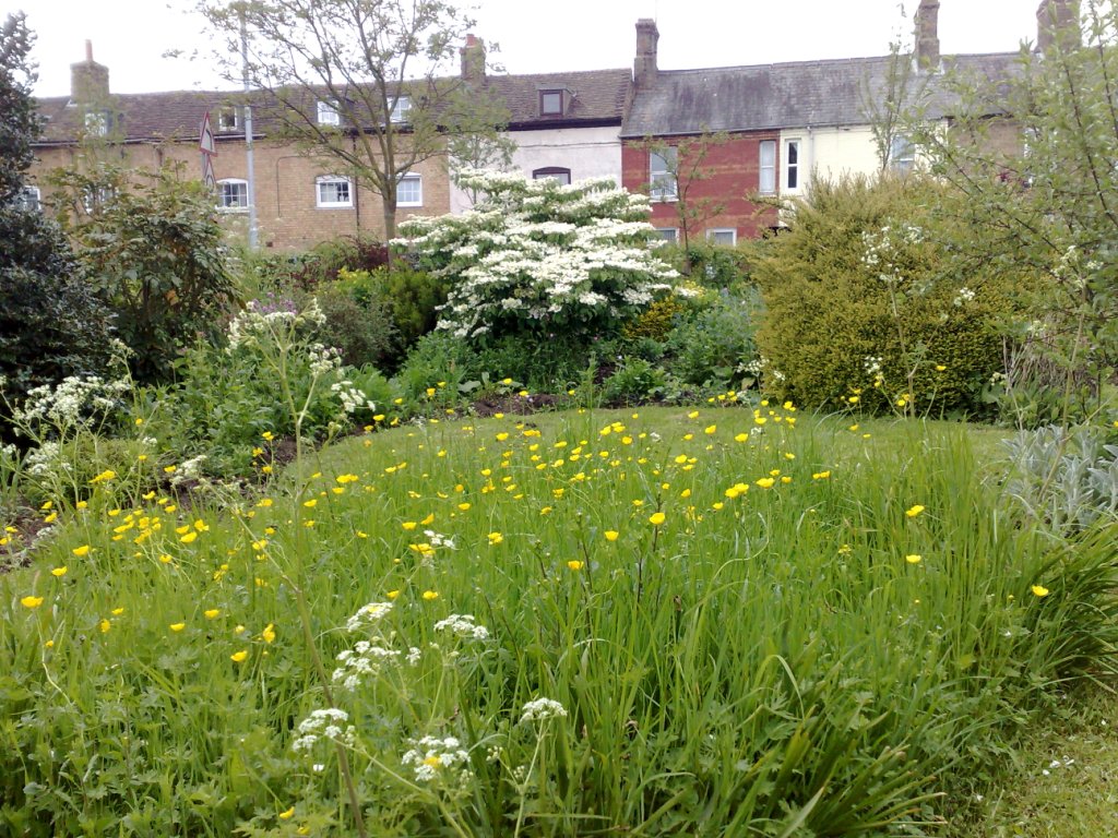 How to Plant a Mini Meadow in Your Garden Landscape | Garry Menendez